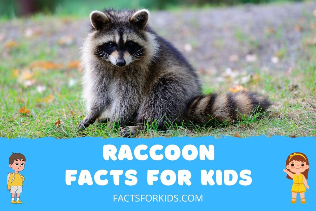 19 Raccoon Facts for Kids to Entertain and Educate – Facts For Kids