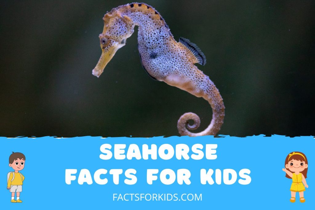 19 Seahorse Facts for Kids That Will Amaze You – Facts For Kids