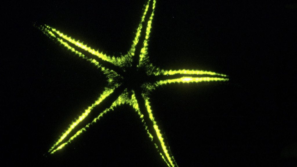 18 Starfish Facts for Kids to Spark Your Imagination – Facts For Kids