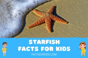 18 Starfish Facts for Kids to Spark Your Imagination – Facts For Kids