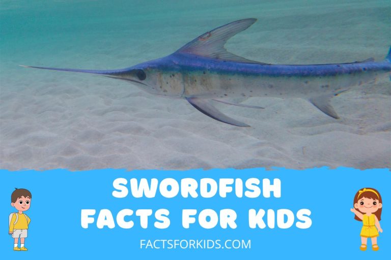 18 Swordfish Facts for Kids to Slay Their Curiosity – Facts For Kids