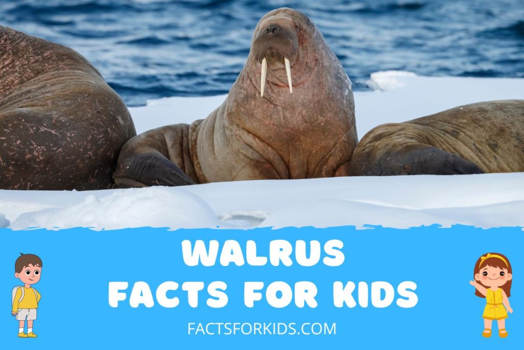 16 Walrus Facts for Kids that Will Surprise You – Facts For Kids