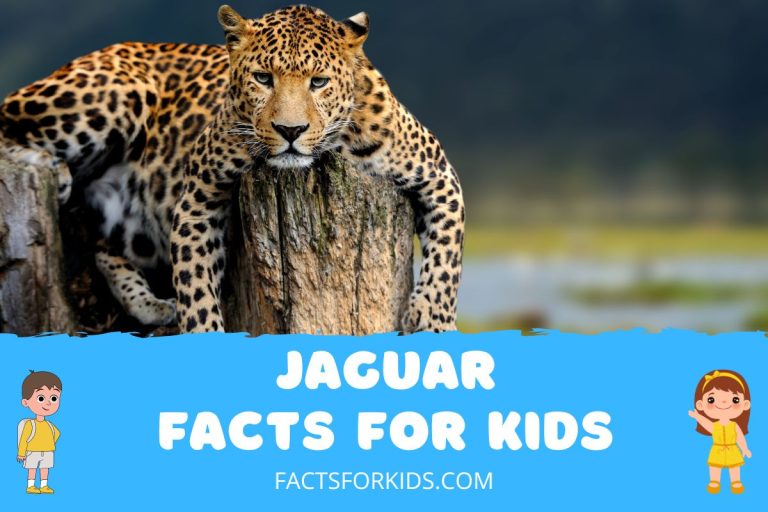16 Jaguar Facts for Kids to Pounce into Fun – Facts For Kids