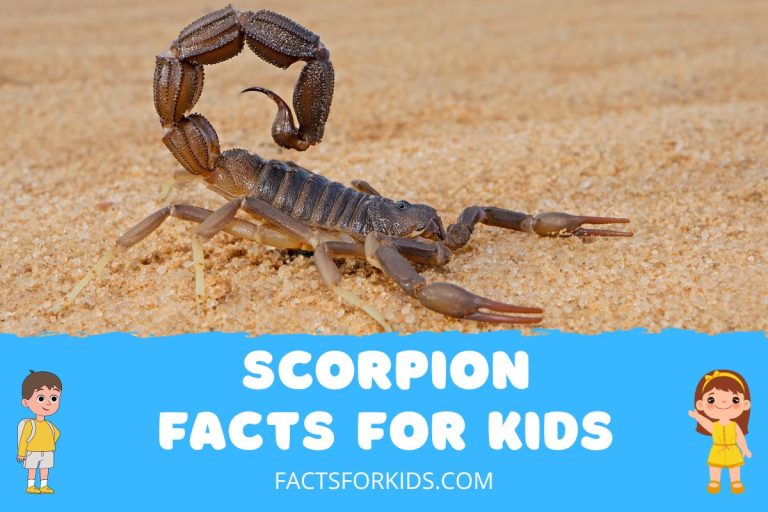 17 Scorpion Facts for Kids to Sting the Brain – Facts For Kids